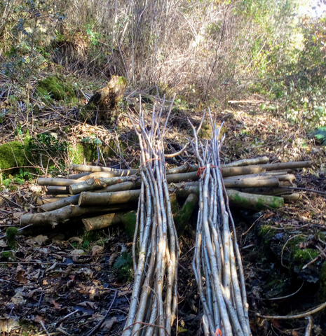 Coppicing for conservation | Cumbria Wildlife Trust